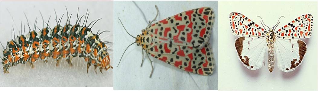 ENTO 331 :: Lecture 14 :: Pests of Sunhemp, Jute And Mesta